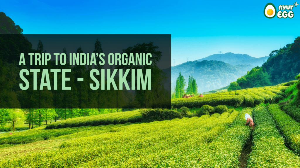 Sikkim: A beautiful Himalayan sojourn and the first fully organic state ...
