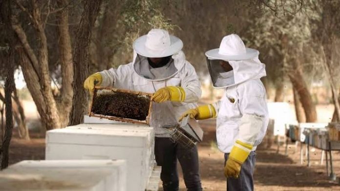 UAE raises queen bees for best honey. - Dubai Standard